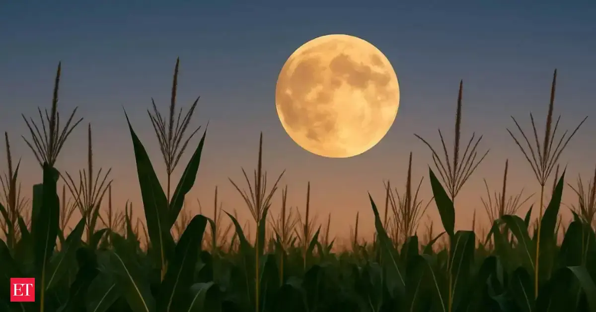 Corn Moon 2025: What is Corn Moon and Why is it Named? Here's September ...