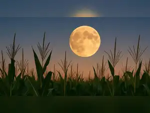 Corn Moon 2025: What is Corn Moon and Why is it Named? Here's September ...