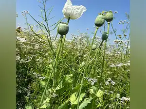Over 120k opium licences to be issued starting Oct - The Economic Times