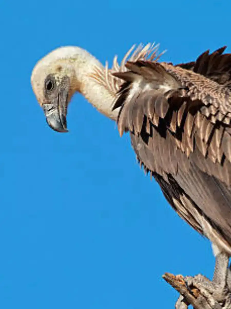10 Fierce-Looking Animals That Won’t Hurt You | NewsPoint