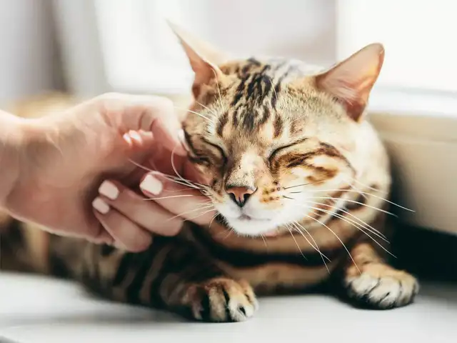 Did you know these 7 rare facts about cat whiskers? - Whiskers are ...