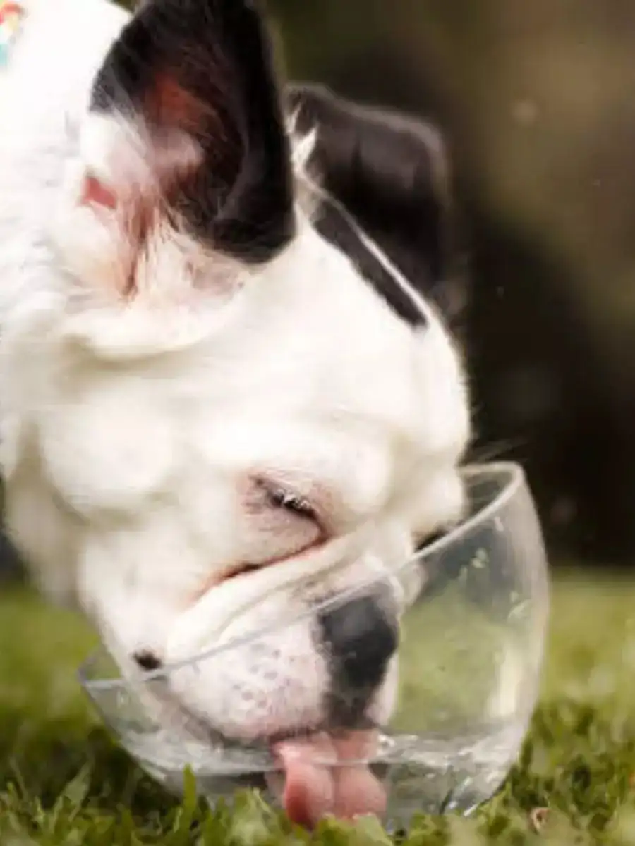 Hydration for Pets: Why Water Bowls Aren’t Always Enough | NewsPoint