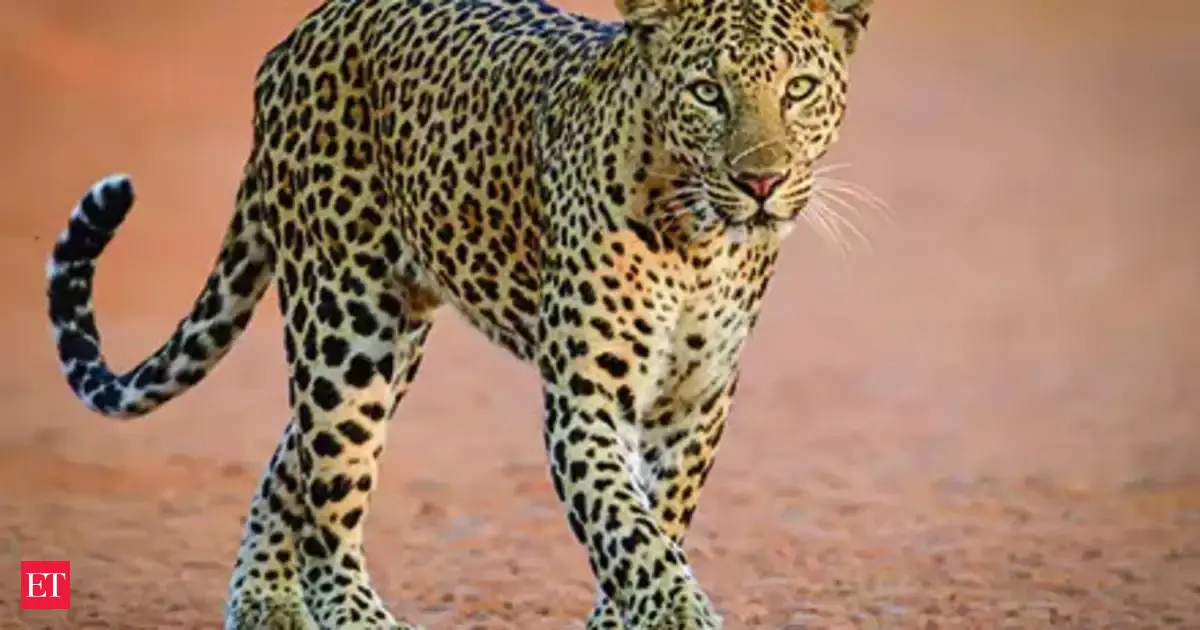 Leopard runs riot in three villages in Himachal's Mandi; kills one ...
