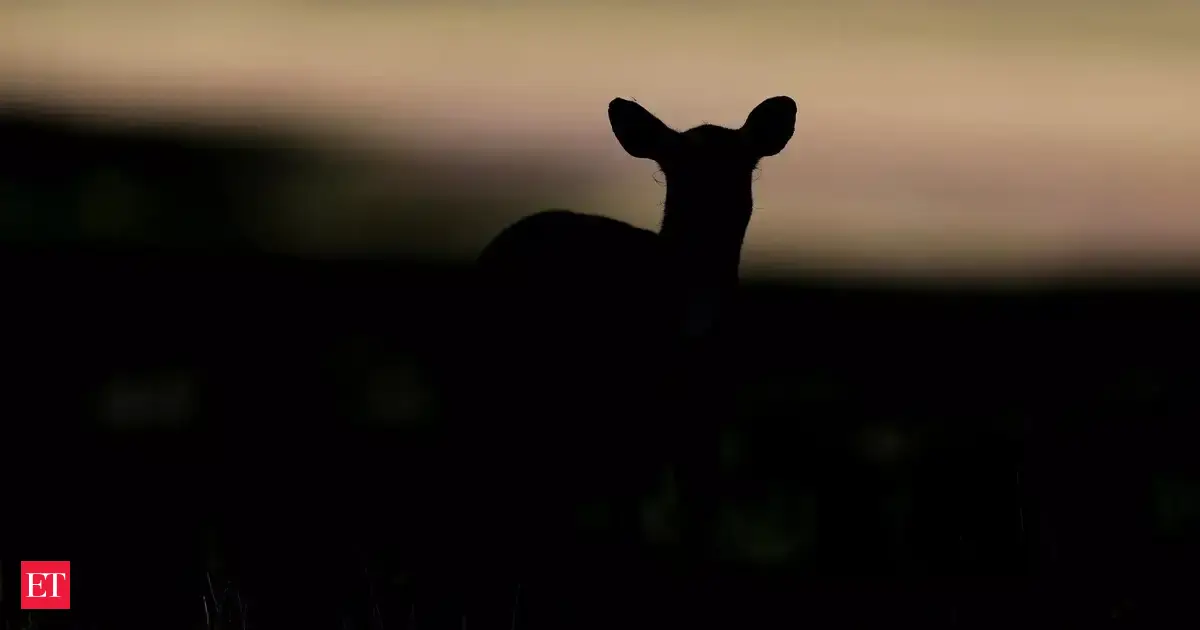 Ghost Shark to Hoatzin Bird: 5 mind-blowing Animals existing on Earth ...