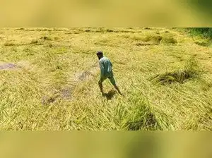 Finance ministry to take a relook at crop insurance plan - The Economic ...