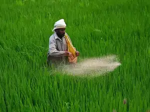 Rabi crop area rises marginally; wheat sowing flat: Govt data - The ...