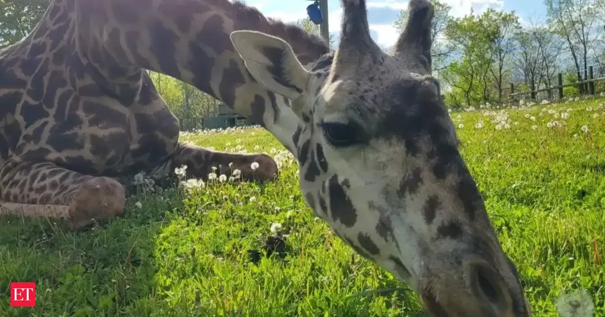 Endangered Masai giraffe Kiko dies in tragic behind-the-scenes accident ...