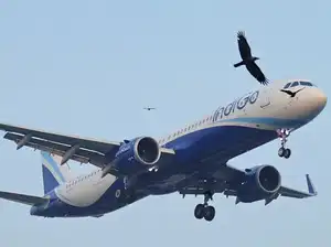 IndiGo flight makes emergency landing in Varanasi after bird hit - The ...