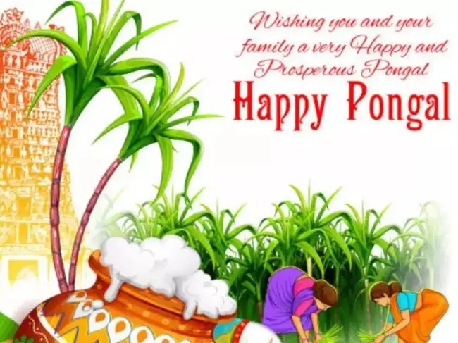 Happy Pongal 2026: 100+ wishes, quotes, images, Facebook, Insta and ...