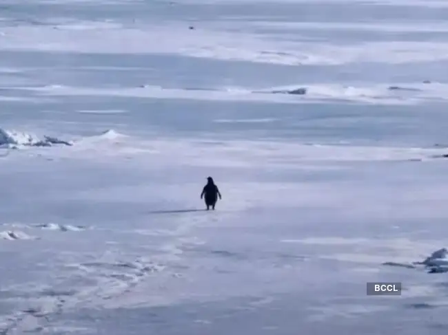 Why is a penguin’s 'death march' going viral? Meaning behind 2026’s ...