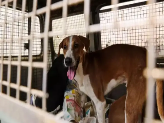 1,000 stray dogs killed in Telangana in 30 days: Mass killings of ...