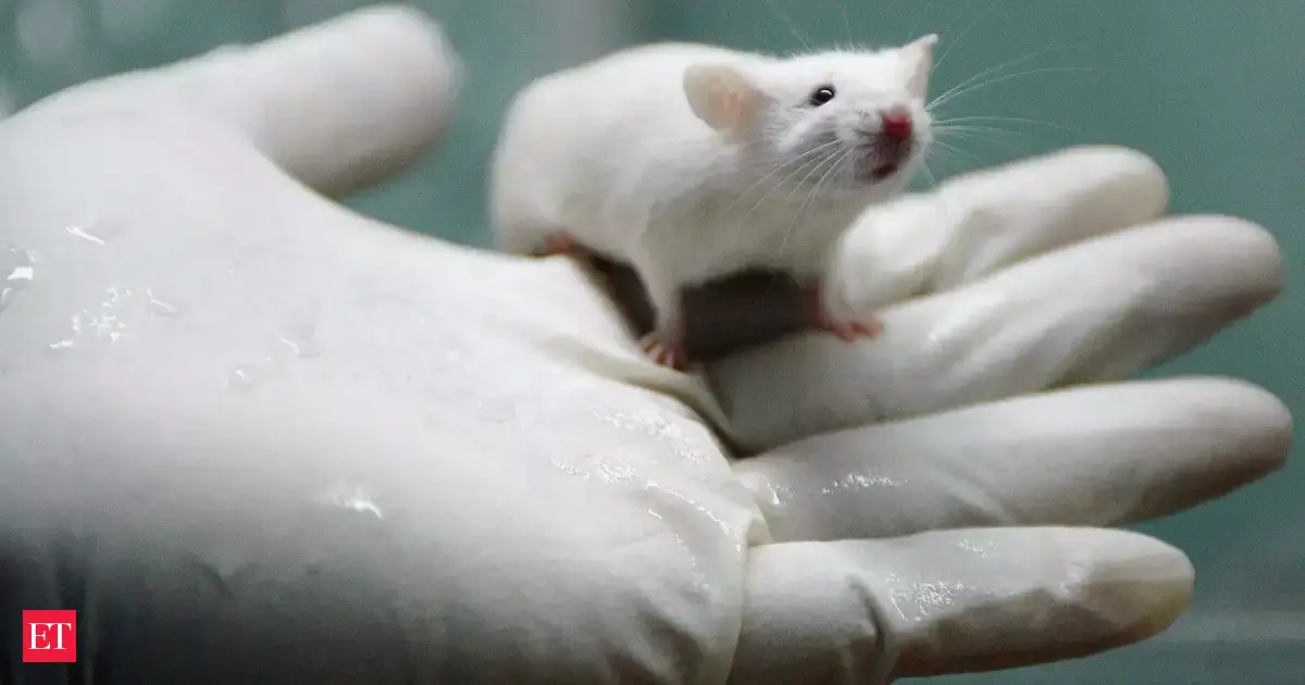 Pancreatic cancer cured in mice: What to know about the new triple ...