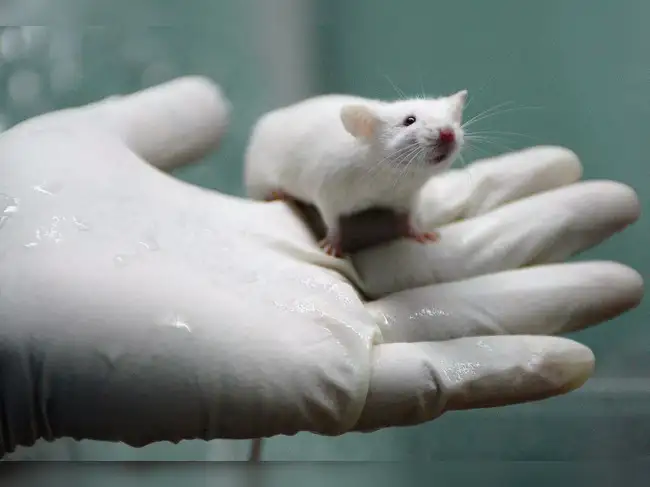Pancreatic cancer cured in mice: What to know about the new triple ...