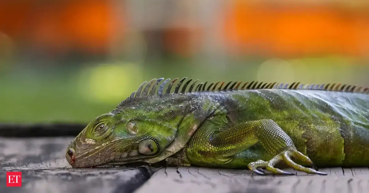 What are iguanas, and why are thousands of them falling from trees in ...