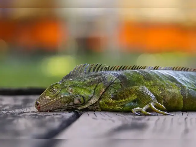What are iguanas, and why are thousands of them falling from trees in ...