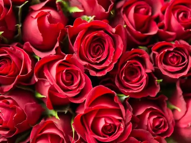Happy Rose Day 2026 Images: Top 70 wishes, messages and quotes for your ...