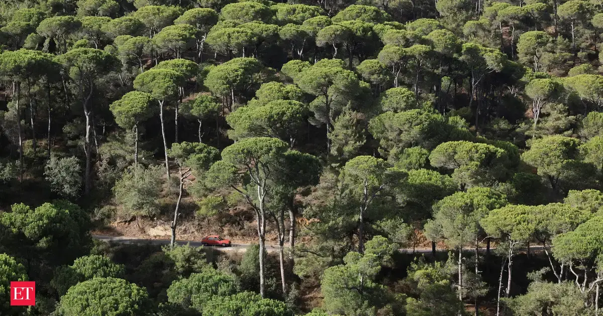 MSP for minor forest produce likely to rise from next fiscal after six ...