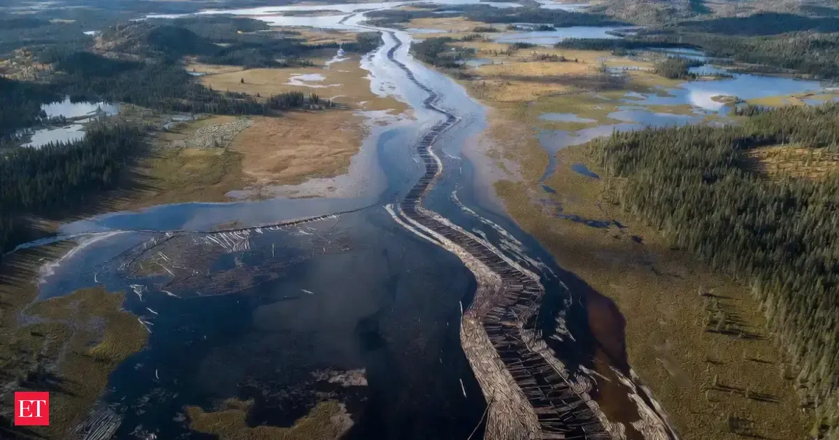 The World’s Largest Beaver Dam Is Visible from Space, and It Shows How ...