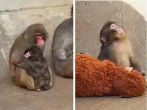 Punch the viral rejected baby monkey was finally shown love with an ...
