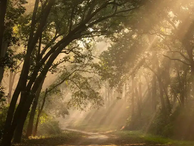 Elephant Safaris and Diverse Wildlife - 7 things to do in Jim Corbett ...
