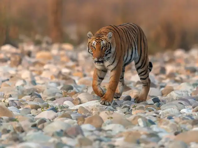 7 things to do in Jim Corbett National Park - Birthplace of Project ...