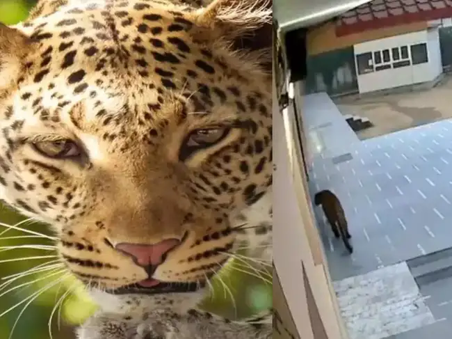 Ghaziabad: Video shows leopard roaming inside school, police and forest ...