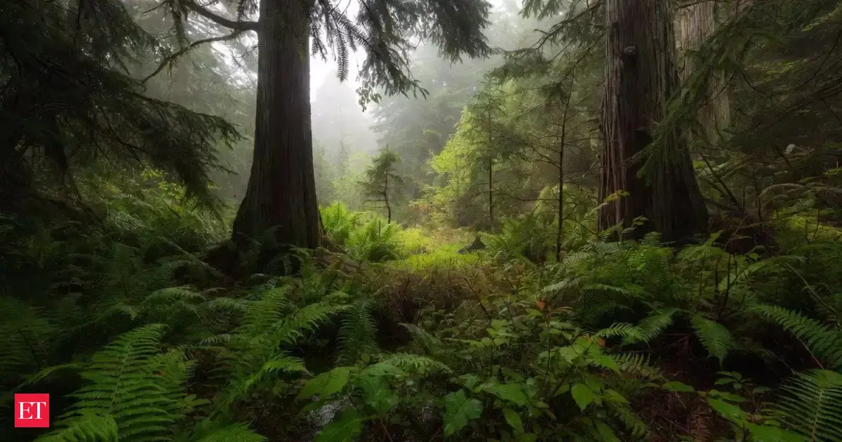 A Rainforest Once Covered West Antarctica: Sediment Cores Reveal How It ...