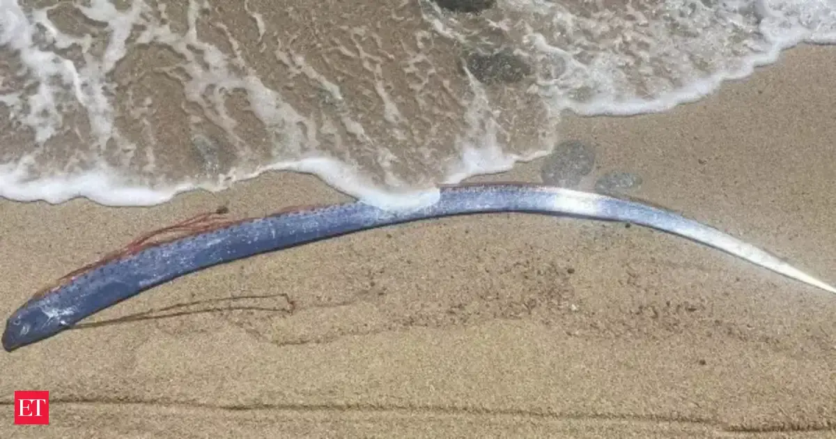 oarfish: Two giant oarfish wash up on Mexico beach, triggering panic ...