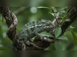 Scientists Are Decoding the Strategies Animals Use to Survive Climate ...