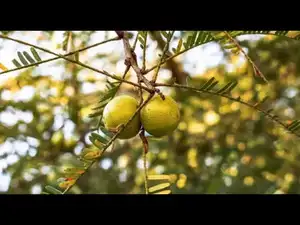 India’s horticulture production to increase marginally in 2025-26 ...