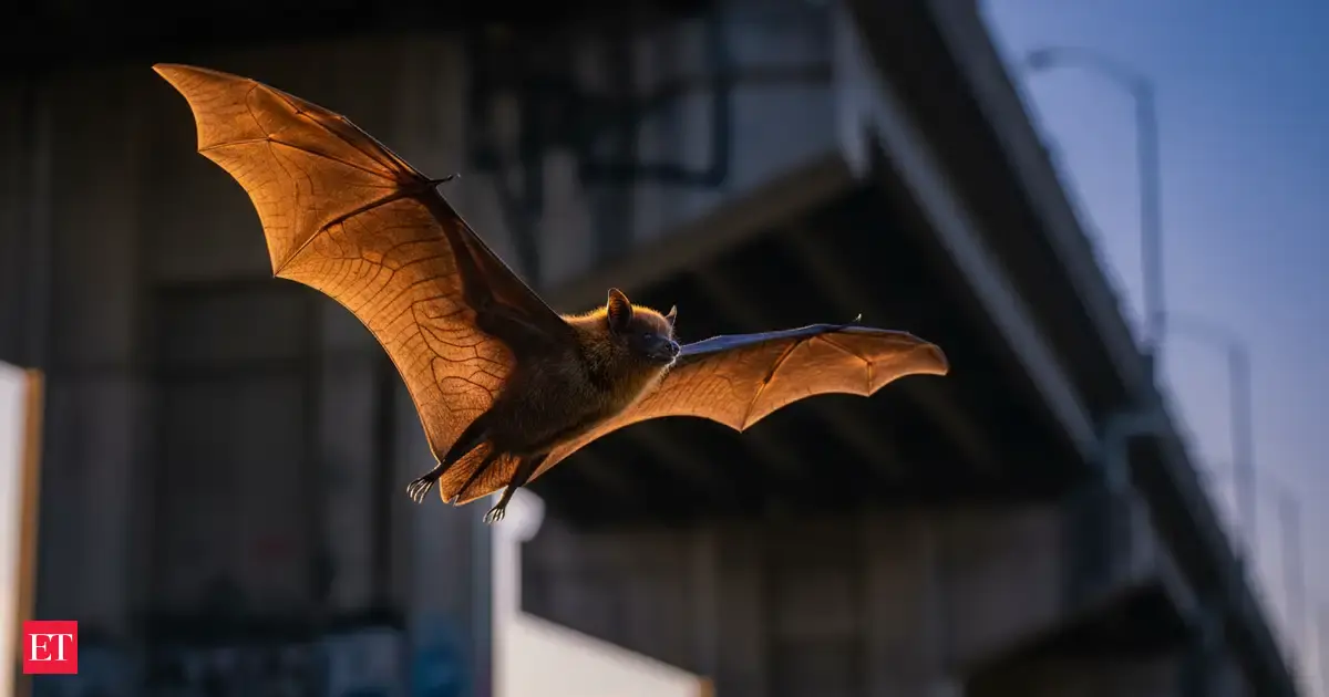 Why Thousands of Bats Took Over a Bridge in Austin… And Why the City ...