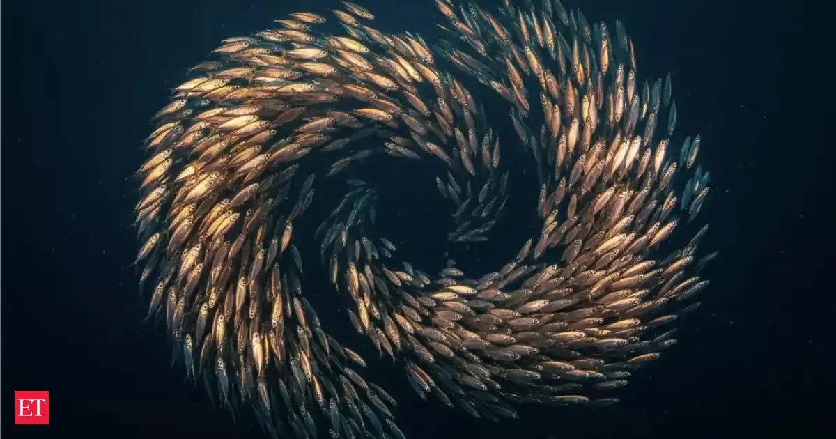 Scientists Finally Explain Why Fish Break Formation Mid-Swim - The ...