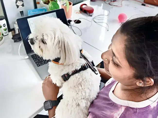 India grants one-time waiver for returning Indians to bring pets - The ...