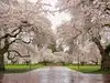 chopper should have used the cherry blossoms in wano: Latest News ...