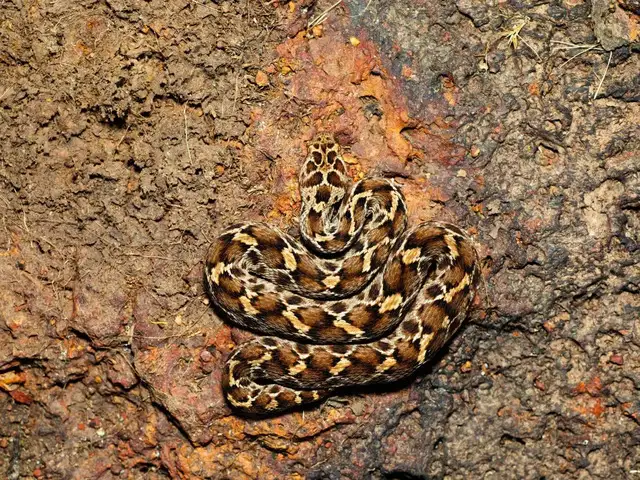 6 most venomous snakes found in India - Spectacled Cobra (Naja naja ...