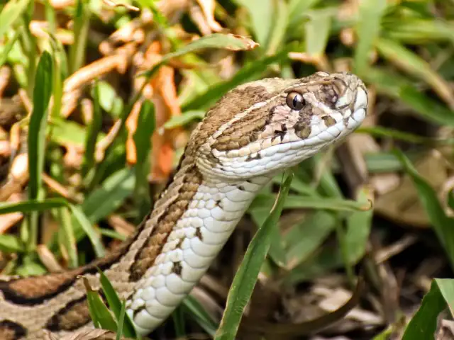 6 most venomous snakes found in India - Spectacled Cobra (Naja naja ...