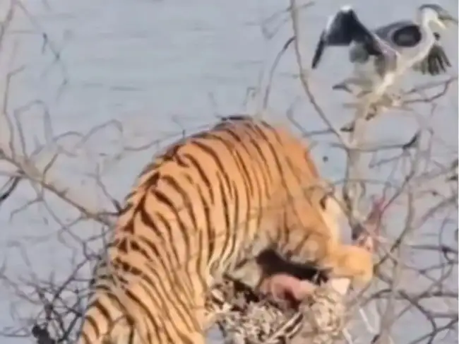 At Ranthambhore National Park, tiger climbs tree, braves sharp branches ...