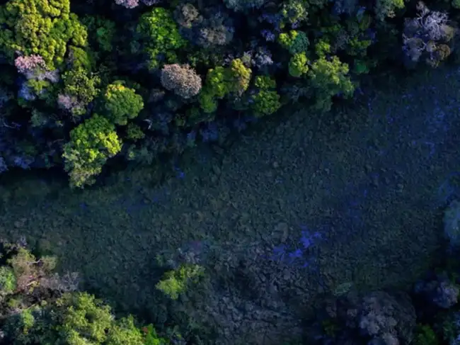 Looks like a real painting but they are India's rare forest that ...