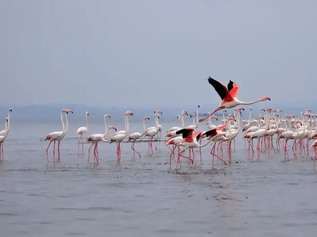Roughly 60 kms from Chennai, this lake turns pink with flamingos in ...