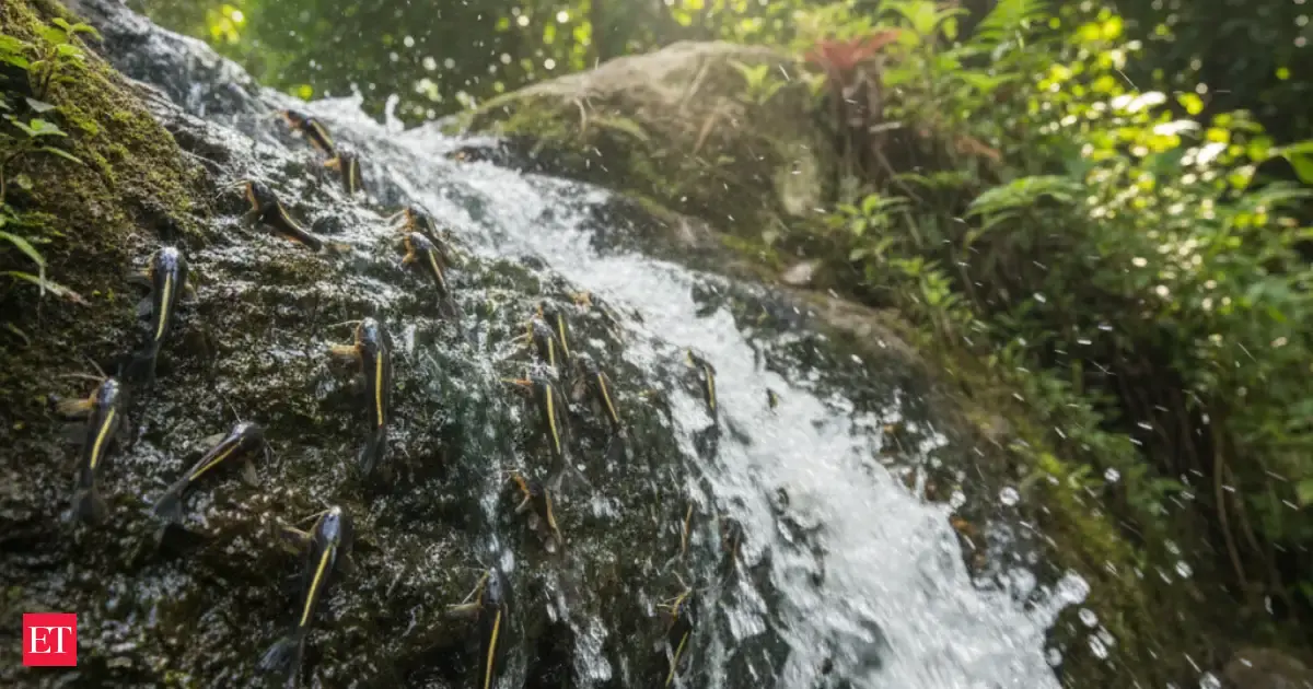These Tiny Fish Are Climbing Waterfalls And Scientists Are Still ...