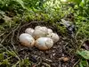 american soil: Latest News & Videos, Photos about american soil | The ...