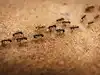 how to get rid of ants in kitchen india: Latest News & Videos, Photos ...