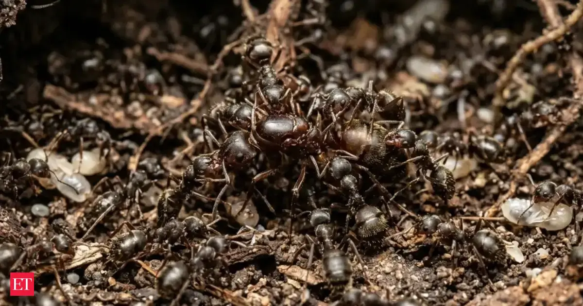 Why Do Ants Kill Their Own Queen? Scientists Reveal A Shocking Reason ...