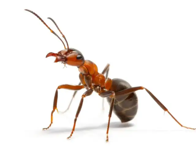 6 easy ways: How to keep ants away from leftover food and chakki ...