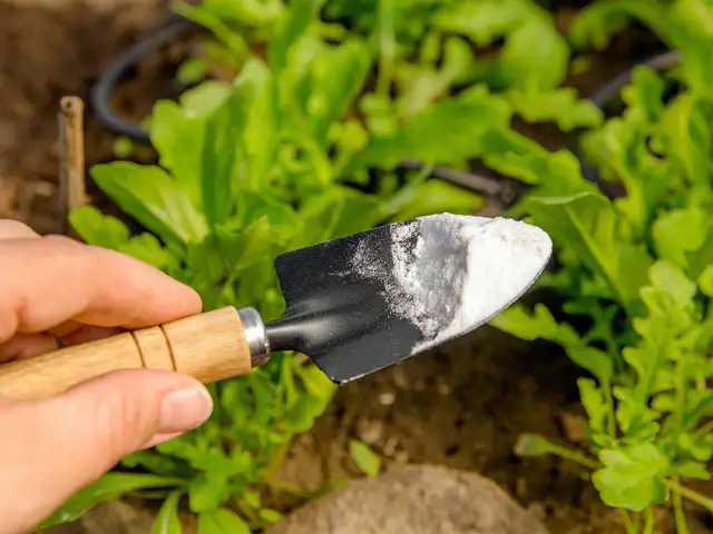 How to use baking soda as natural pest control solution & make your ...