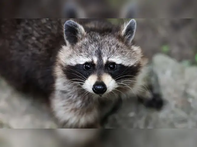 Raccoon poop on your deck? The CDC cleanup steps most people skip and ...