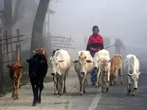 West Bengal government announces enforcement of cow slaughter rules ...