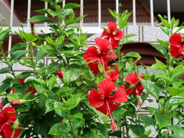 7 low-maintenance flowering plants perfect for balconies - Adenium (The ...