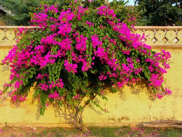7 low-maintenance flowering plants perfect for balconies - Adenium (The ...