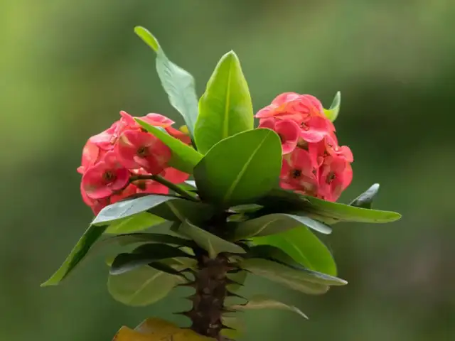 7 low-maintenance flowering plants perfect for balconies - Adenium (The ...